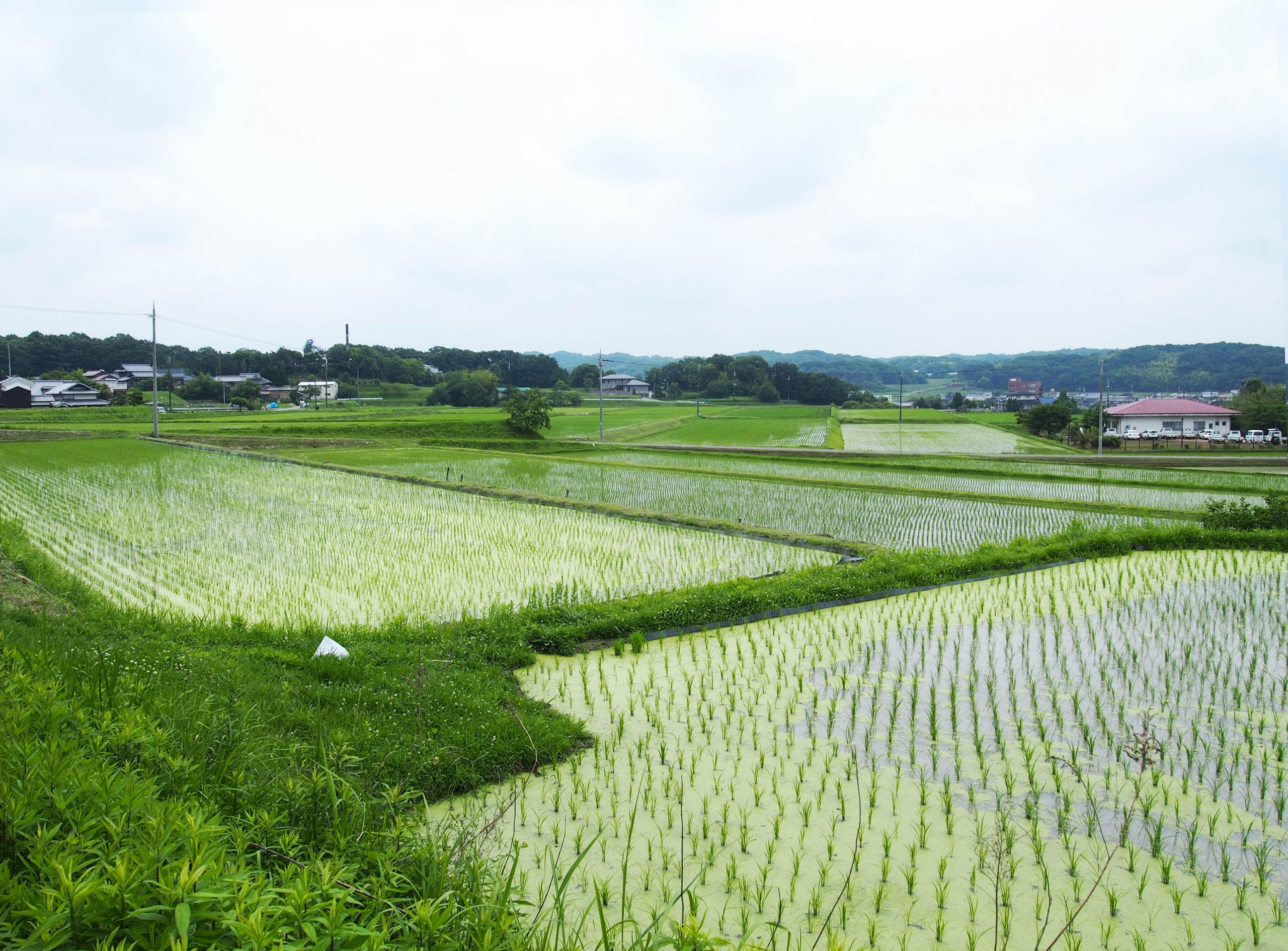 Shouman: One of the Nijuushi-sekki (24 Seasons) - Preparing Rice Fields ...