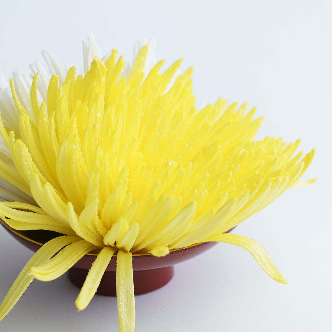 Japanese Fall Flower: Chrysanthemum | Hasegawa Eiga - sake